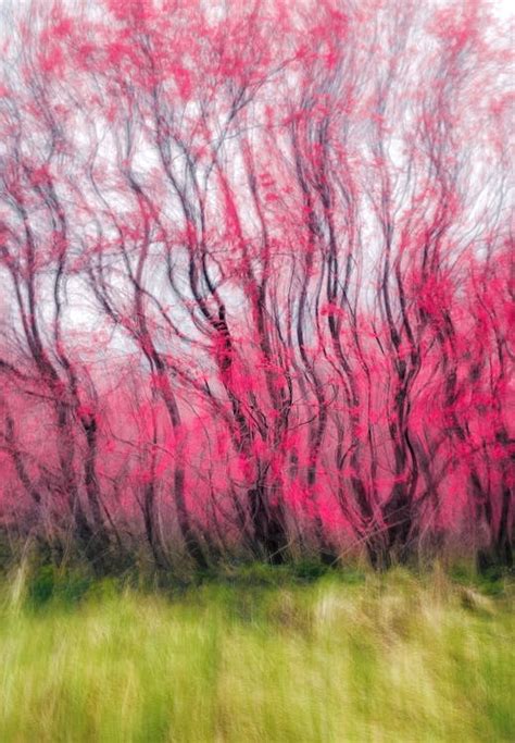 봄에 흐릿하게 보이는 추상 분홍 나무 · 무료 스톡 사진