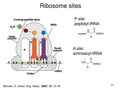 Ppt Ribozyme Catalysis Powerpoint Presentation Free Download Id 754762
