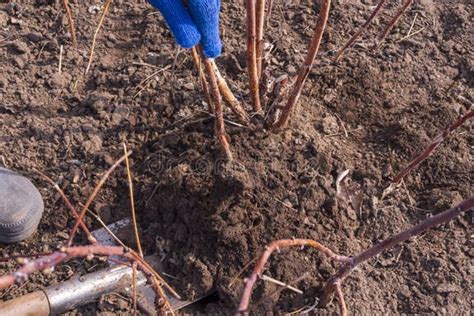 Raspberry Seedlings Prepared For Planting In Early Spring Farming Life In The Village Stock Raspberry Seedlings Prepared For Planting In Early Spring Farming Life In The Village Stock
