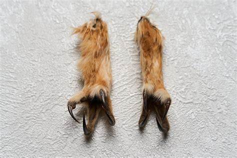 Long Eared Owl Taxidermy Bird Feet Pair Taxidermy Bird Legs Paws