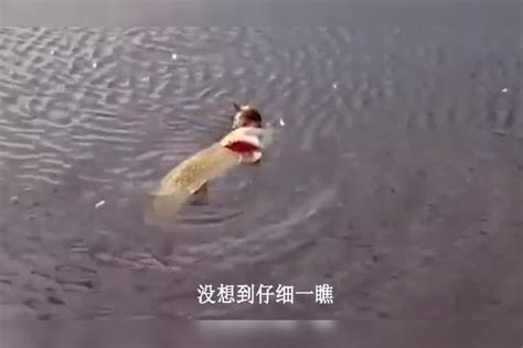 男子发现水面异常走近一看却惊呆了镜头拍下罕见的一幕 水面 镜头 男子