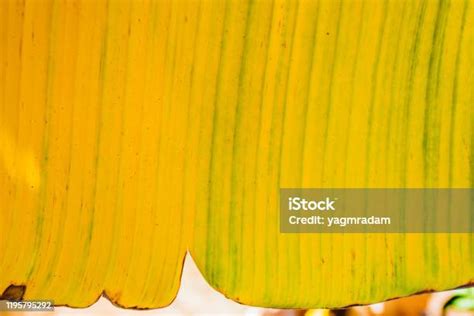 열대 녹색 또는 노란색 바나나 잎과 바나나 나무 텍스처 표면 배경입니다 여름 또는 열대 배경 개념 이미지입니다 바나나 잎의 세부 사항 0명에 대한 스톡 사진 및 기타 이미지