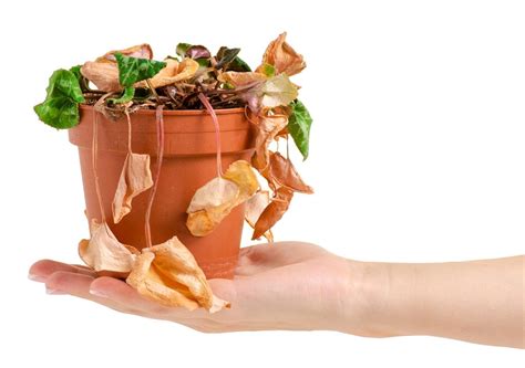 Como reviver uma planta seca em poucos dias este ingrediente é tudo o