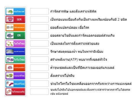 เกมจับคูู่ Une Las Parejas