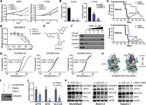 The M6a Reader Igf2bp2 Regulates Glutamine Metabolism And Represents A