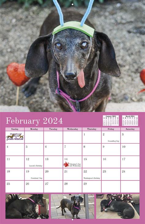 Dachshund Paws And Pals Rescue 2024 Calendar Yearbox Calendars