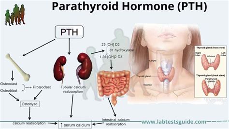Parathyroid Hormone Vs Intact Parathyroid Hormone Lab Tests Guide