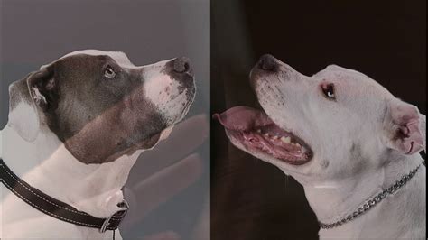 Beyond The Myth The Truth About Pit Bulls Trailer Youtube