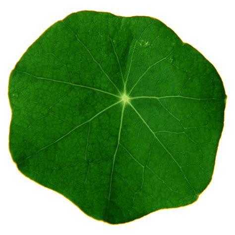 Round Leaf Pngs For Free Download