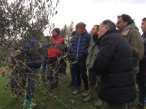 Corso Di Potatura Dell Ulivo A Vaso Policonico Villaggio Arcadia