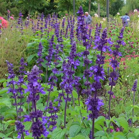 Salvia Greggii Mirage Deep Purple Salvia Ornamentale Vendita