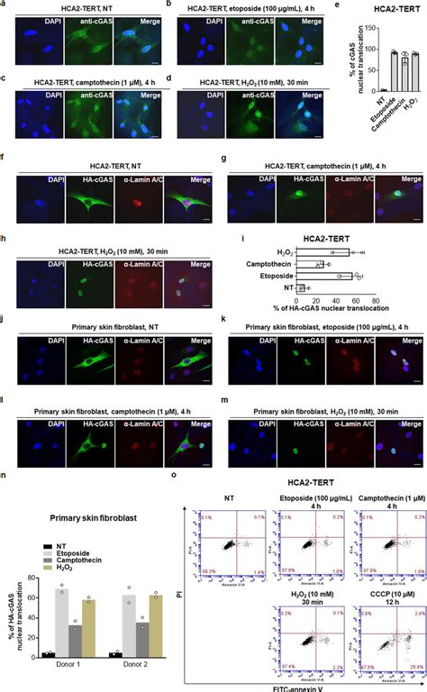 Cgas Translocates To The Nucleus In Non Apoptotic Cells With Intact