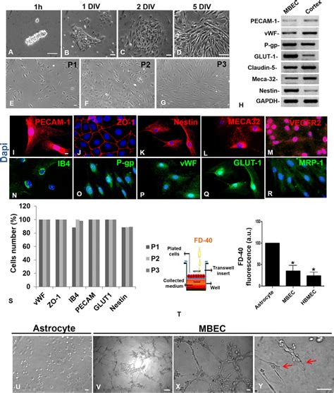 Mouse Brain Endothelial Cell Mbec Isolation And Characterization