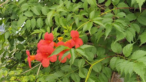 吉安随拍花花草草之厚萼凌霄 搜狐大视野 搜狐新闻
