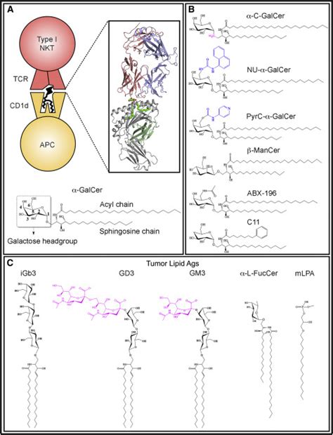 Unconventional T Cell Targets For Cancer Immunotherapy Immunity
