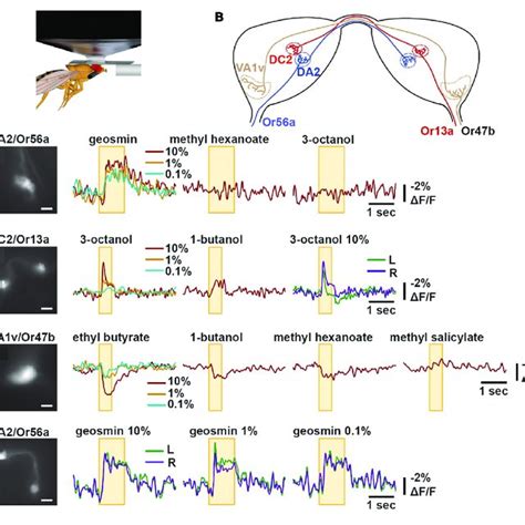 Genetically Encoded Voltage Indicators Kinetics And Voltage Download Scientific Diagram