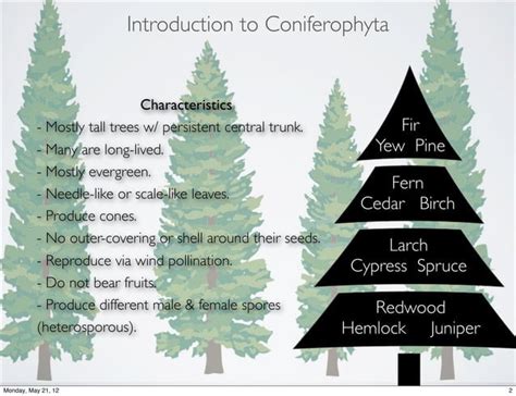 Coniferophyta Pdf