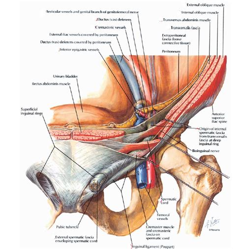 Inguinal Canal And Spermatic Cord