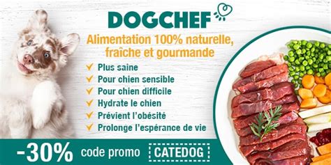 Tumeur De La Bouche Du Chien épulis Symptôme Espérance De Vie