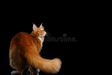 Imbirowy Maine Coon Kot Odizolowywający Na Czarnym Tle Obraz Stock Obraz złożonej z ogromny
