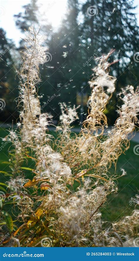 Vertical Shot Of Pollen And Seed Fluff On A Plant In A Park Stock Image
