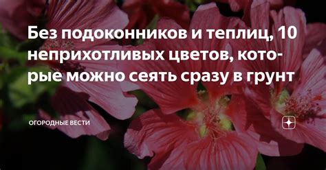 Без подоконников и теплиц 10 неприхотливых цветов которые можно сеять сразу в грунт