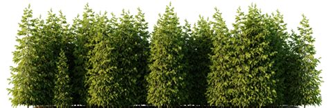 Row Of Trees PNGs For Free Download