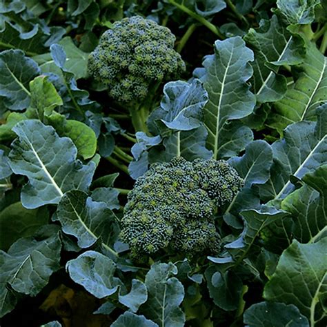 Broccoli Vegetable Seeds Growhub Ae
