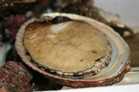 EMPTY SEA FULL MARKET CAPE TOWN CASE STUDY ABALONE POACHING