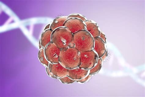 Scientists Create Human Monkey Embryo Eslefl Lesson Plan And Worksheet