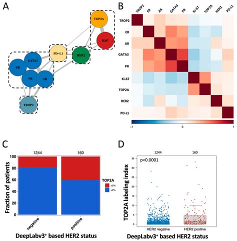 Unsupervised Cluster Analysis And Coherence Of Her2 And Top2a