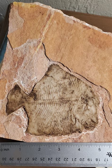 Beach Fossil I Found This On Jensen Beach In Florida After Hurricane Ian I Think Its A Bone