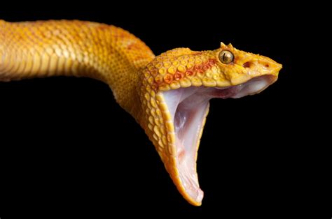 Snake There Are A Lot Webcast Picture Galleries