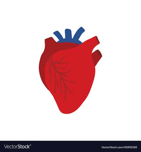 Human Internal Organs Cartoon Anatomy Body Part Vector Image