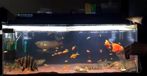 都說養金魚是招財，但這種養魚方法誰看誰著急吧 每日頭條
