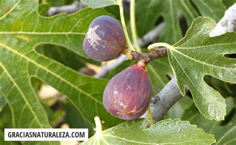 Árboles Frutales En Ecuador Lista De Especies Emblemáticas