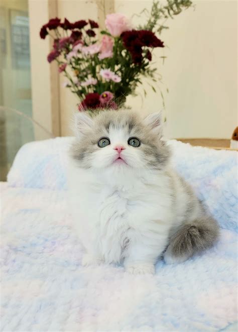 블루바이먼치킨 비비에 왕발고양이 상위 1 랙돌 브리티쉬숏헤어 먼치킨 분양 전문