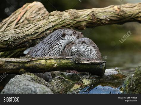 Very Cute River Otter Image And Photo Free Trial Bigstock