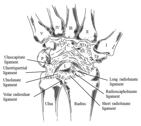 10 Volar Ligaments Of The Wrist A Schematic Of The Volar Ligaments