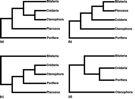 Complex Metazoan Phylogenetic Tree