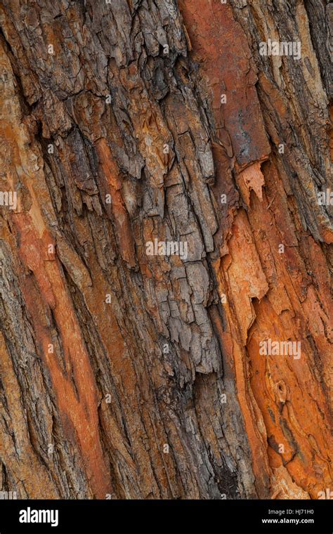 Reddish Tree Bark In Nature Note Shallow Depth Of Field Stock Photo Alamy