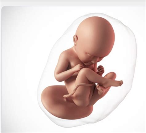 Getting Pregnant With Ovarian Cyst By Gvta Medium