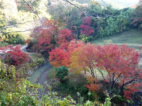 2014年もみじロードの紅葉写真（40枚！） 富津っ子