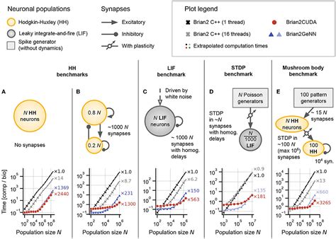 Frontiers Brian2cuda Flexible And Efficient Simulation Of Spiking