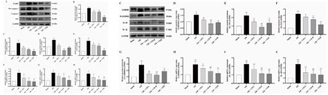曾南教授团队在Chemico Biological Interactions发表肉桂醛抗心肌缺血 再灌注损伤的研究成果 学术动态 西南特色