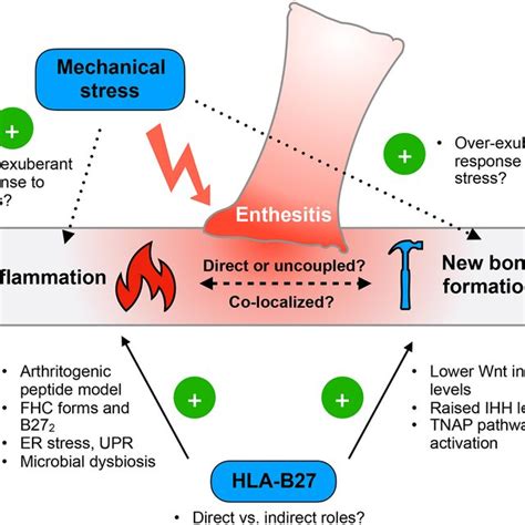 Functional Model Of Ankylosing Enthesitis In Jspa Enthesitis Is