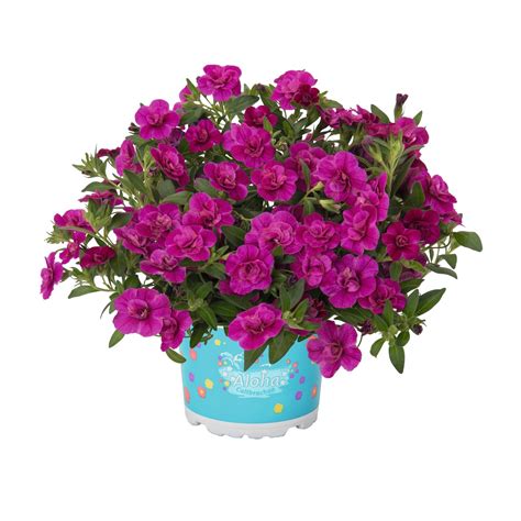 Calibrachoa Aloha Double Purple - Raba Talu