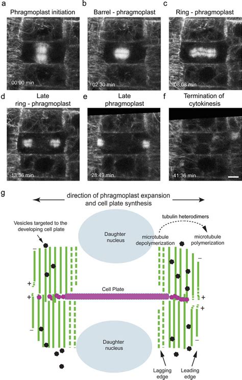 Phragmoplast Organization And Stages Of Phragmoplast Expansion A F Z Download Scientific