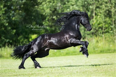 Schwarzes Pferd auf der Weide