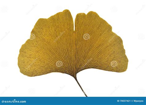 Dried Ginkgo Leaf Stock Image Image Of Leaf Brown Biloba 70037421